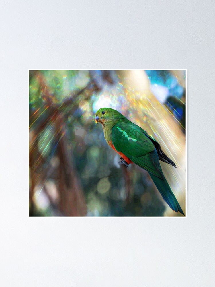 "Rosella" Poster by pawandpetal | Redbubble