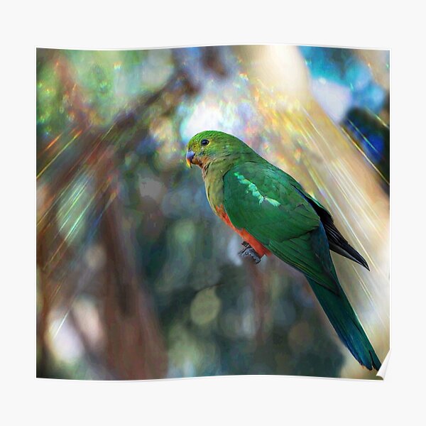 "Rosella" Poster by pawandpetal | Redbubble