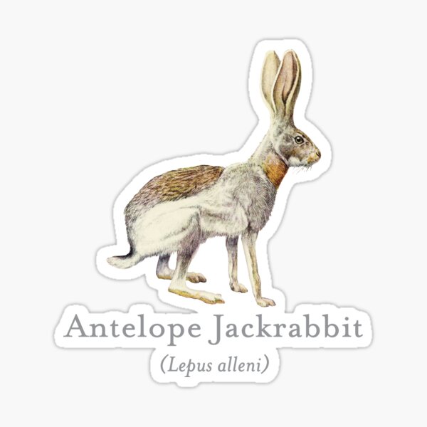 "Antelope Jackrabbit Portrait with Scientific Name" Sticker for Sale by ...
