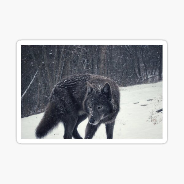 "Blue wolf in a winter wonderland " Sticker for Sale by Wolfdoglife ...