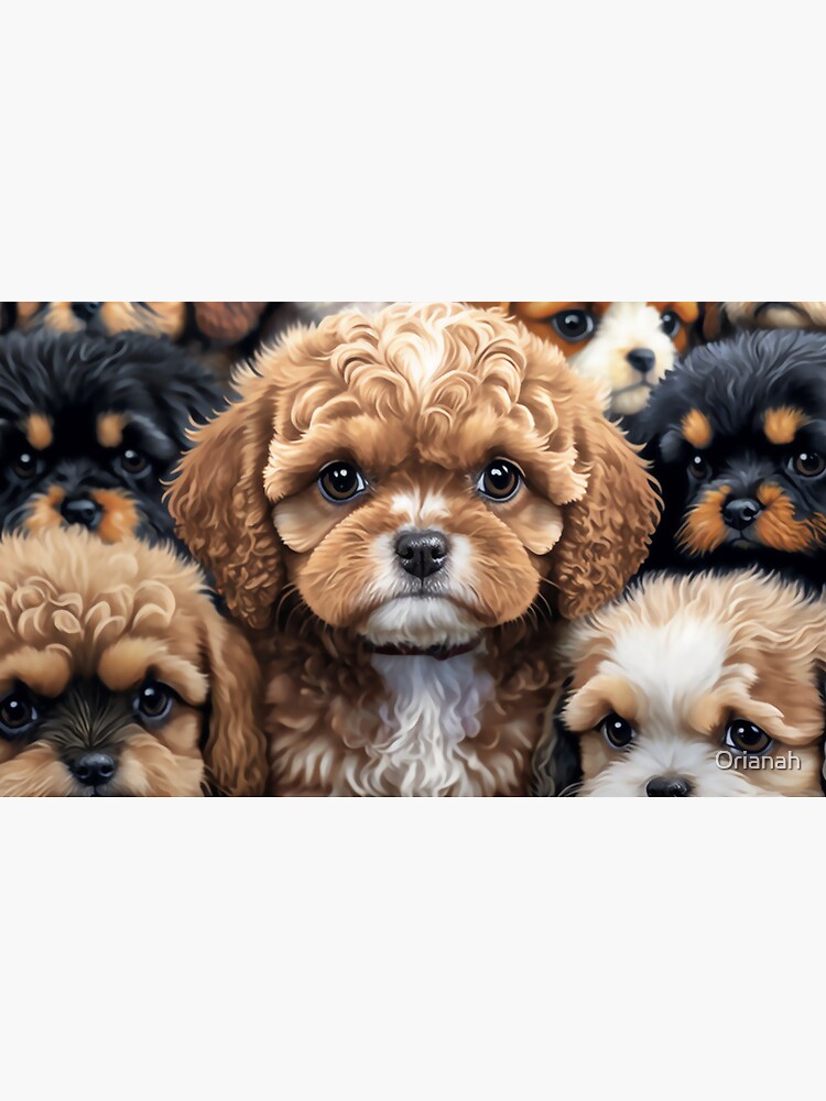 "Beautiful Collage of Cavoodles, so many adorable faces, dogs are the ...
