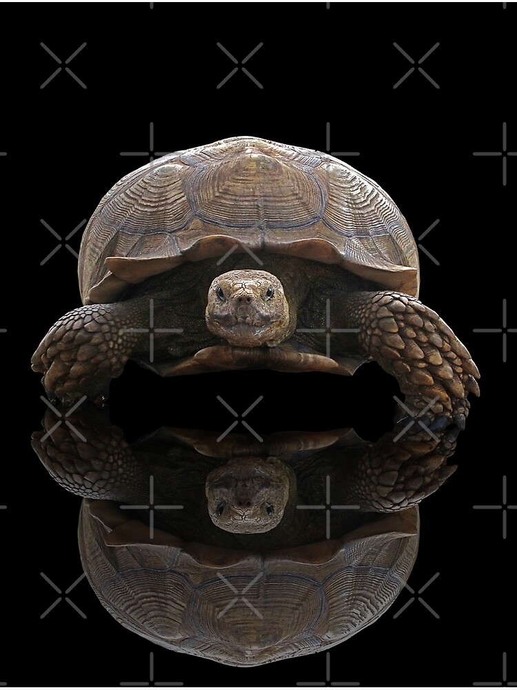 "Sulcata Tortoise with Reflection" Poster for Sale by misimichu | Redbubble