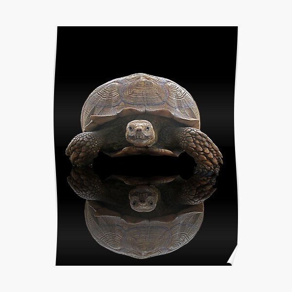 "Sulcata Tortoise with Reflection" Poster for Sale by misimichu | Redbubble