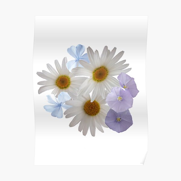 "Daisy Chain - The Snazz Collection" Poster for Sale by gbbarabas ...