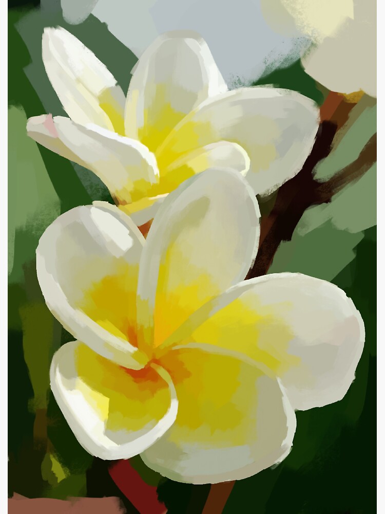 Hawaiian Pua Melia Flower Artwork Plumeria Flower Artwork Sticker For Sale By Makanihouo