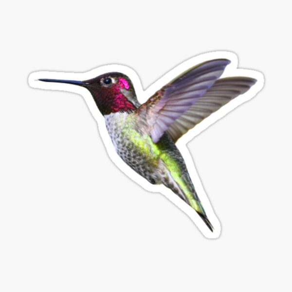 "Hummingbird " Sticker for Sale by GASCOYNE | Redbubble