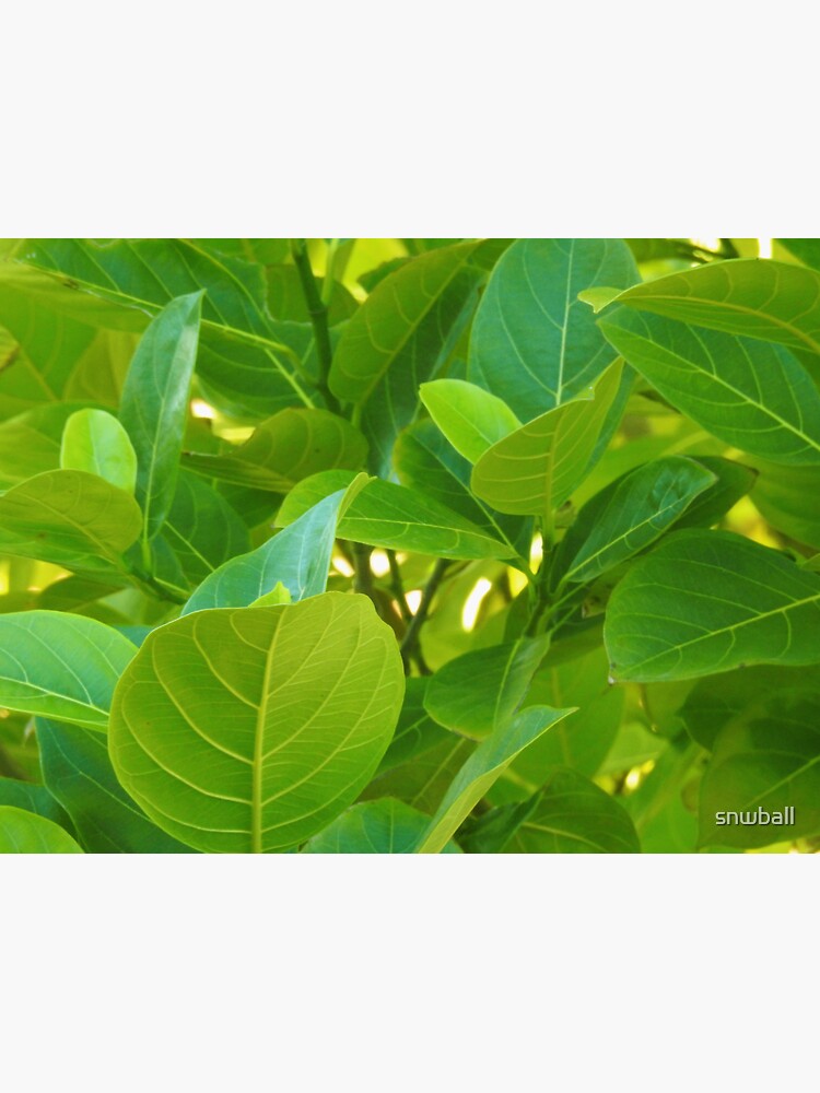 "Jackfruit Jungle" Sticker for Sale by snwball | Redbubble