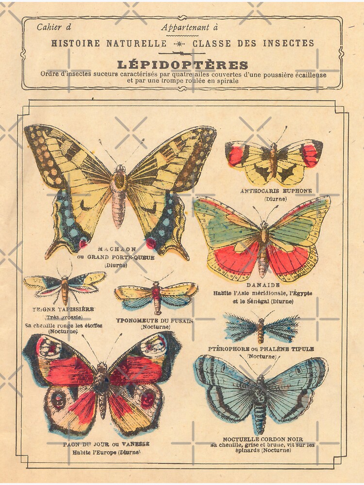 " aesthetic butterflies chart" Sticker for Sale by justchemsou | Redbubble