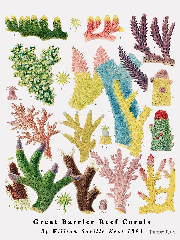 "Great Barrier Reef Corals from The Great Barrier Reef of Australia by ...