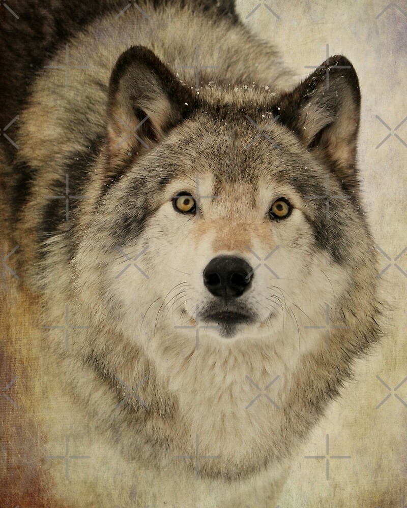 "Timber Wolf Portrait" by Heather King | Redbubble