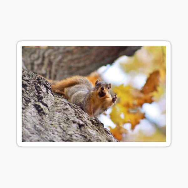 "Squirrel Meme" Sticker by photolodico | Redbubble