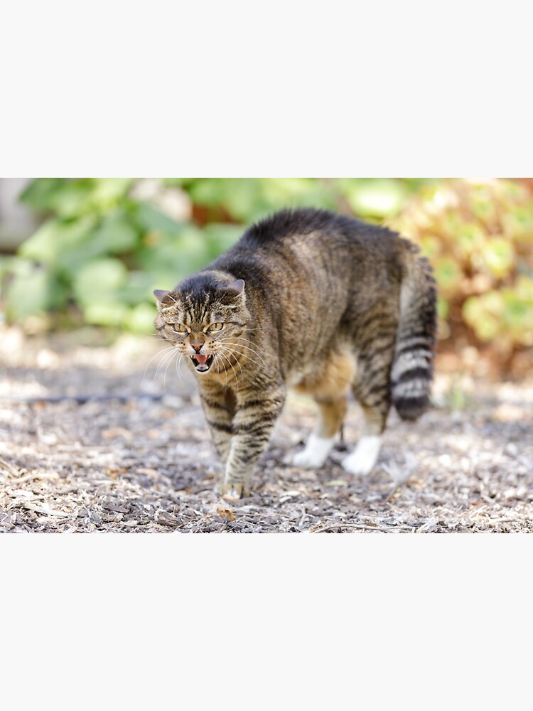 European Shorthair Cat Hissing And Arching Back Sticker For Sale By