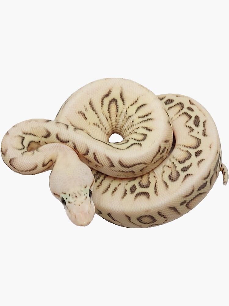 "Ball python morph sticker" Sticker for Sale by BDesignerMorphs | Redbubble