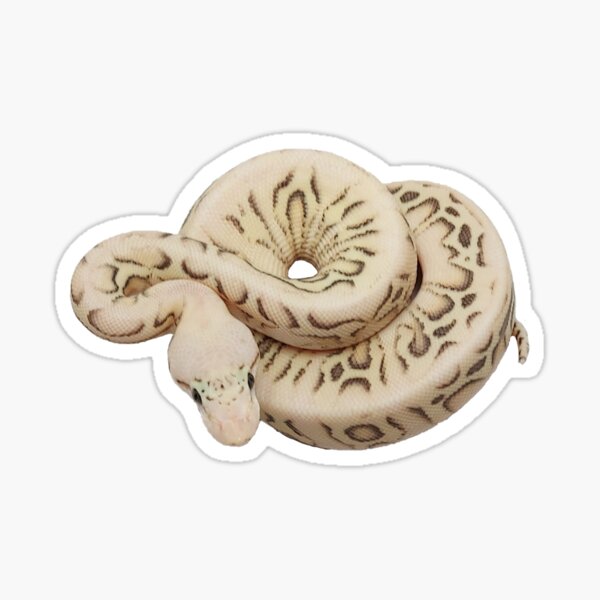 "Ball python morph sticker" Sticker for Sale by BDesignerMorphs | Redbubble