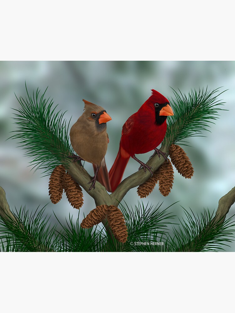 "Northern Cardinals, The Couple" Sticker for Sale by SteveHerner ...