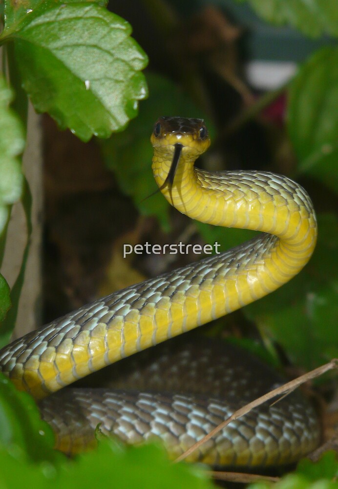 "Green Tree Snake, Dendrelaphis punctulata - Threat Display" by ...