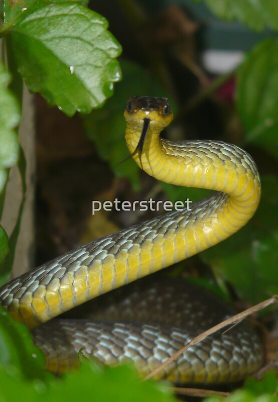 "Green Tree Snake, Dendrelaphis punctulata - Threat Display" by ...