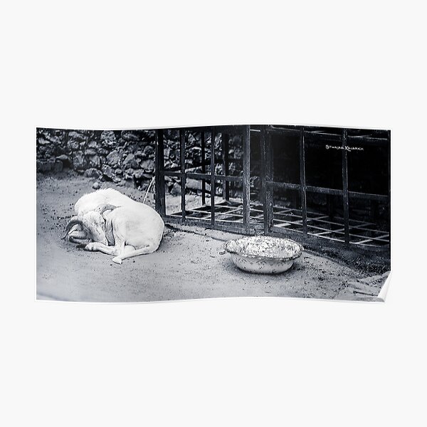 "The Starving Goat" Poster by Stwayne | Redbubble