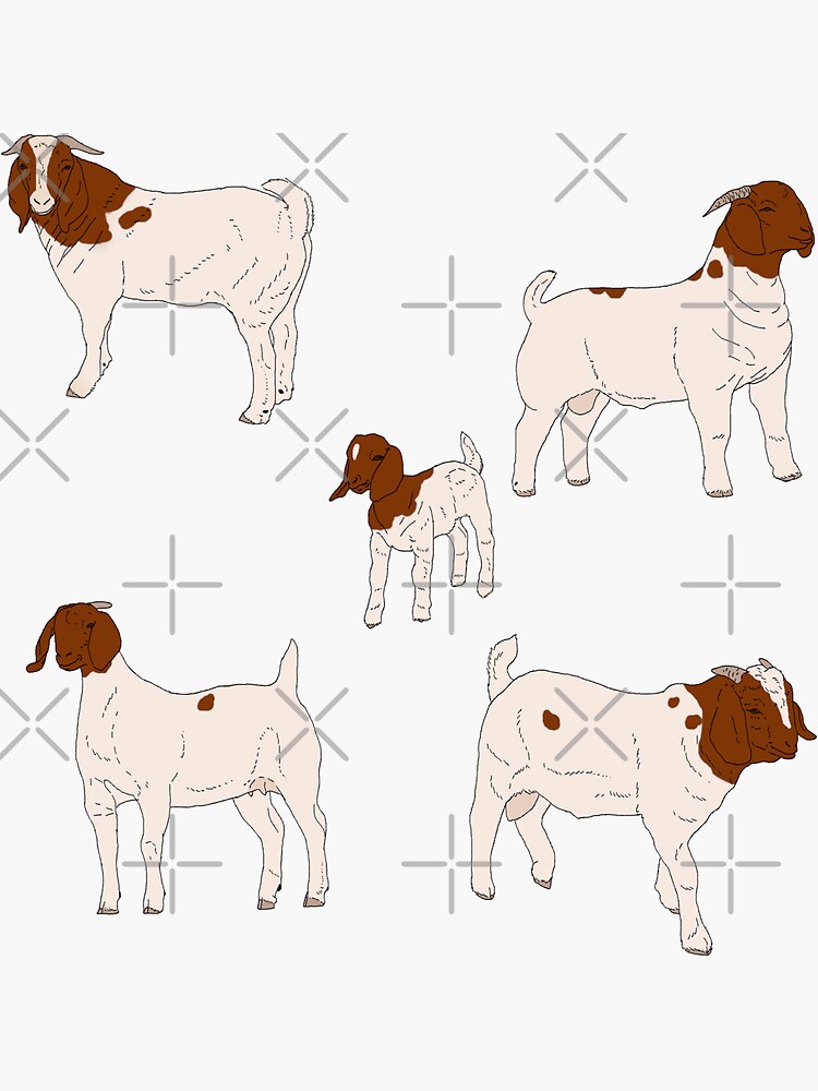"Boer Goats Pattern Transparent" Sticker for Sale by TrapperWeasel ...
