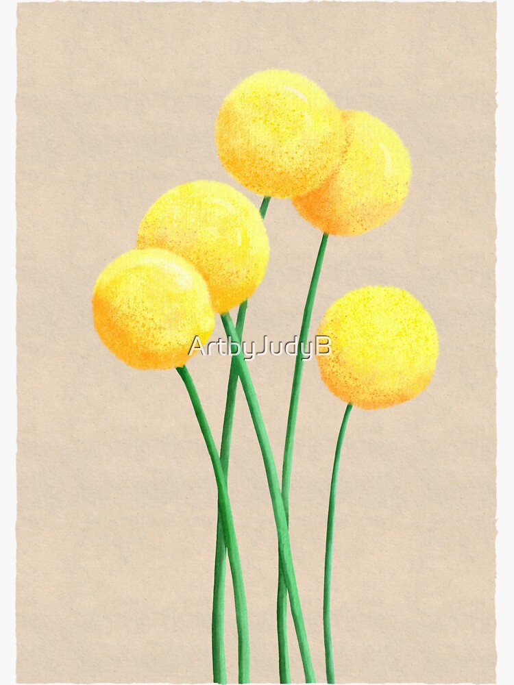 "Billy Buttons 2, wildflowers" Sticker for Sale by ArtbyJudyB | Redbubble