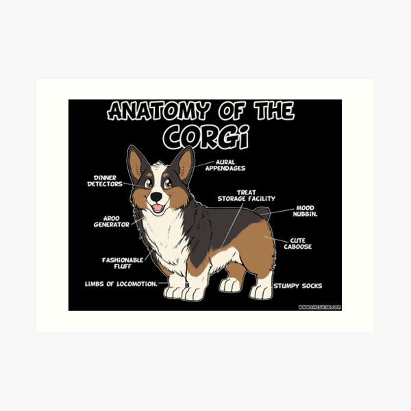 "Anatomy of the Corgi - tricolor" Art Print by likeshine | Redbubble