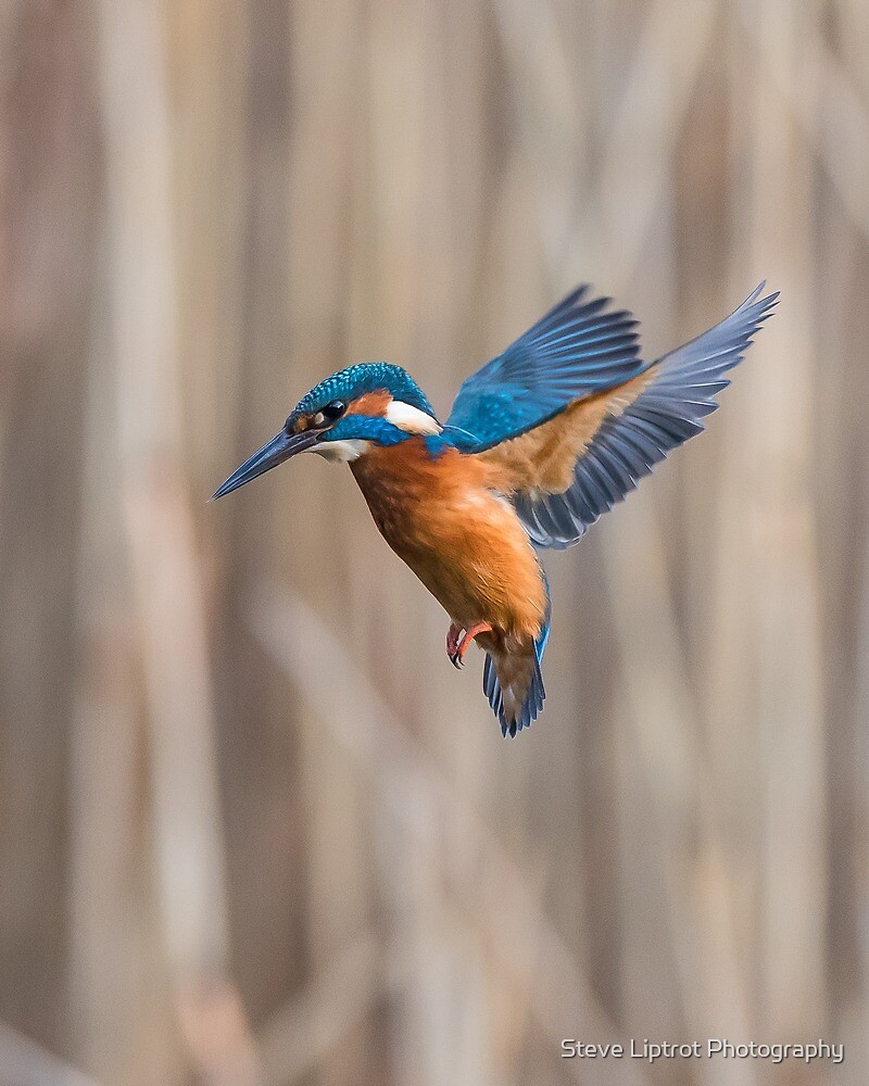 "Kingfisher hovering" by Steve Liptrot Photography | Redbubble