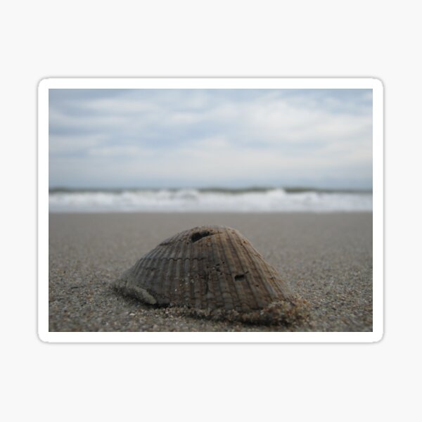 "Seashell by the seashore" Sticker for Sale by Daerohel | Redbubble