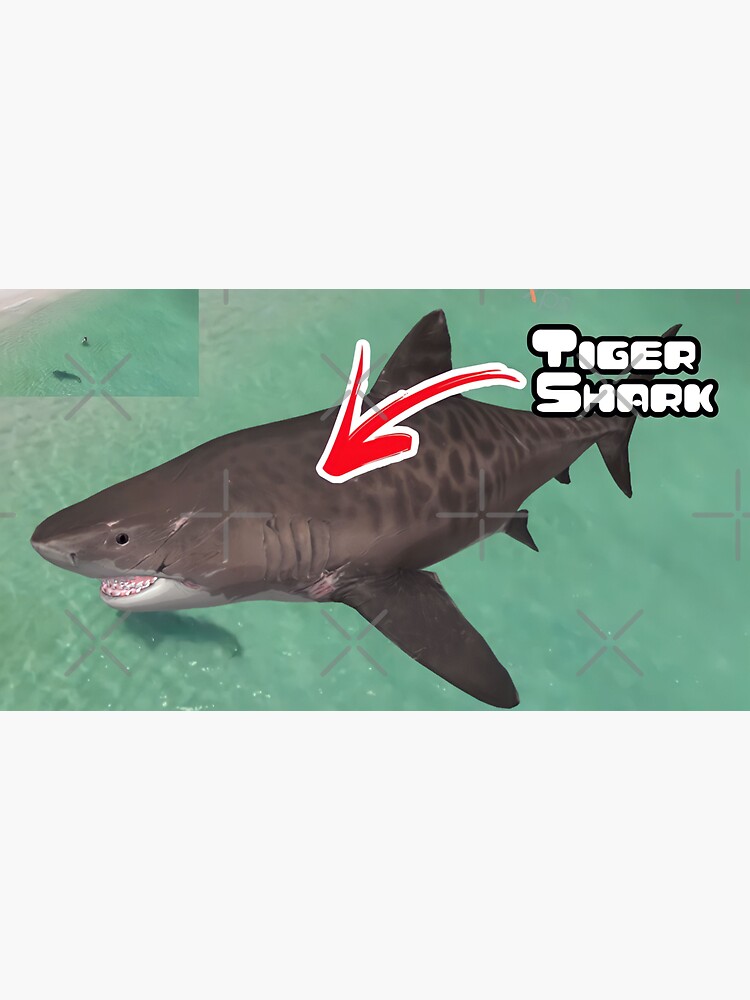 "Tiger Shark" Sticker for Sale by Reevestr | Redbubble