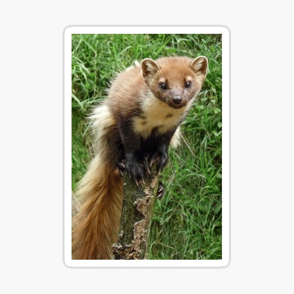 "Tree weasel" Sticker by dailyanimals | Redbubble