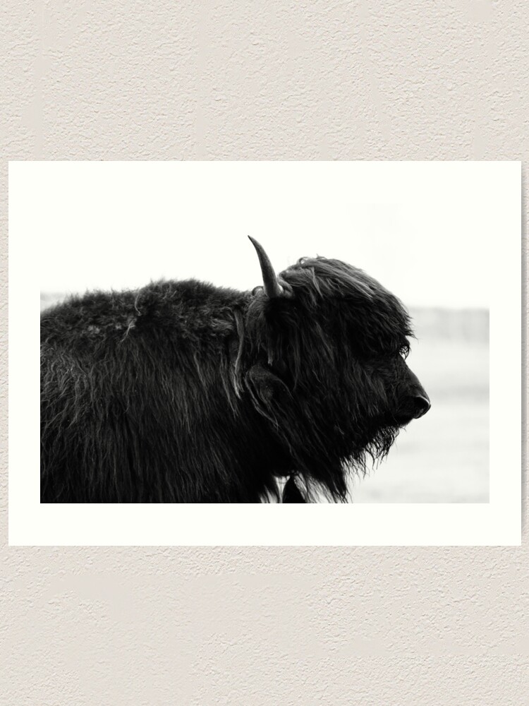 "Highland cow, Scandinavian print, Scandinavian bull print" Art Print ...