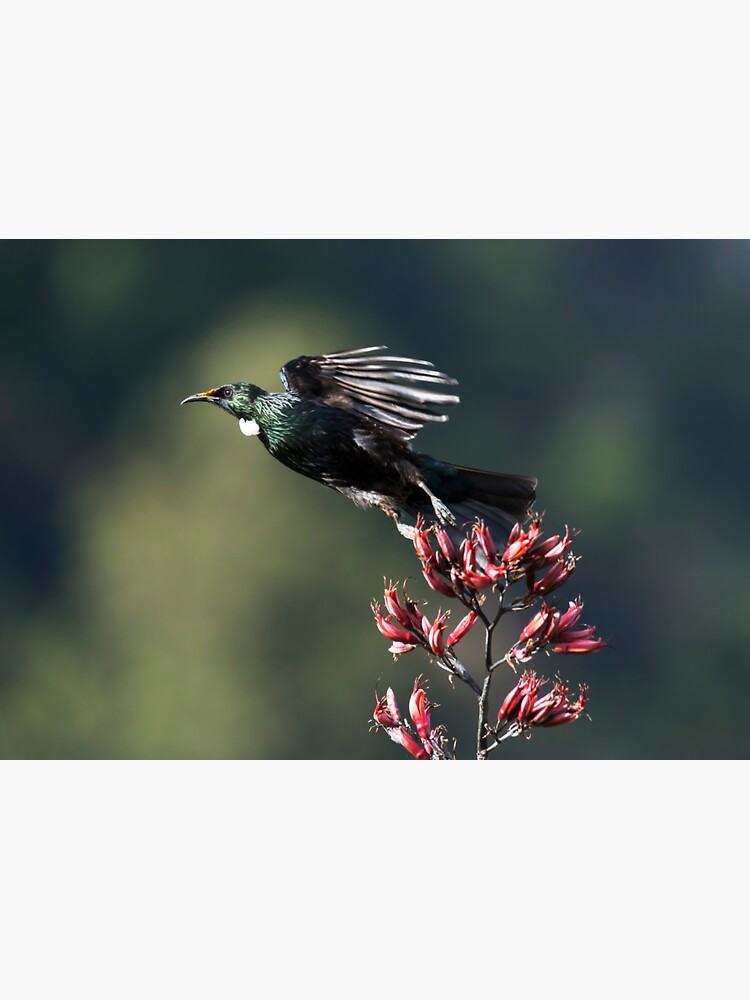 "A Boisterous Beauty - Tui " Sticker for Sale by MinnieWilks | Redbubble