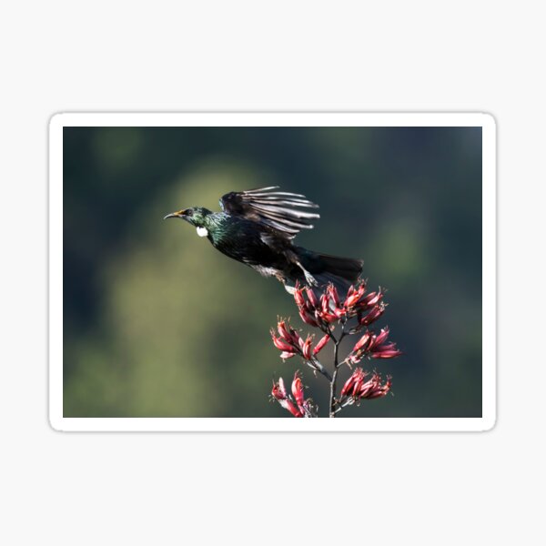 "A Boisterous Beauty - Tui " Sticker for Sale by MinnieWilks | Redbubble