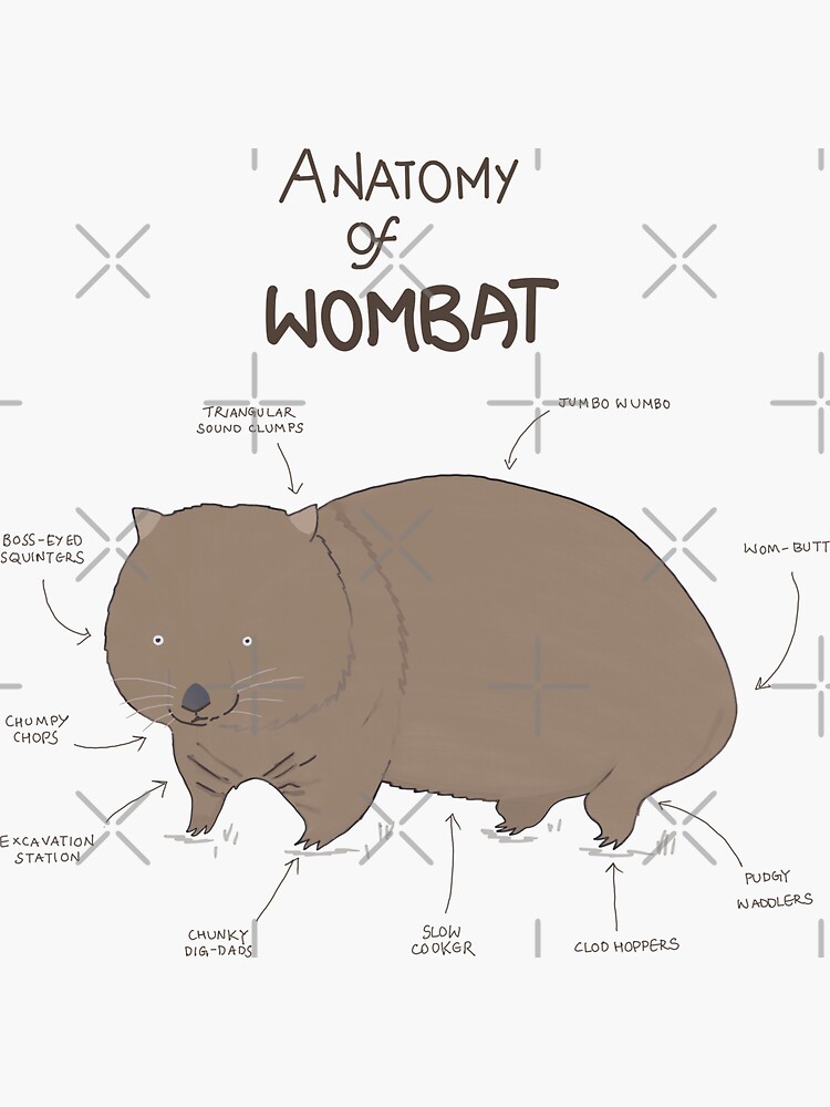 "wombat anatomy" Sticker for Sale by R-Y-T-H-M | Redbubble