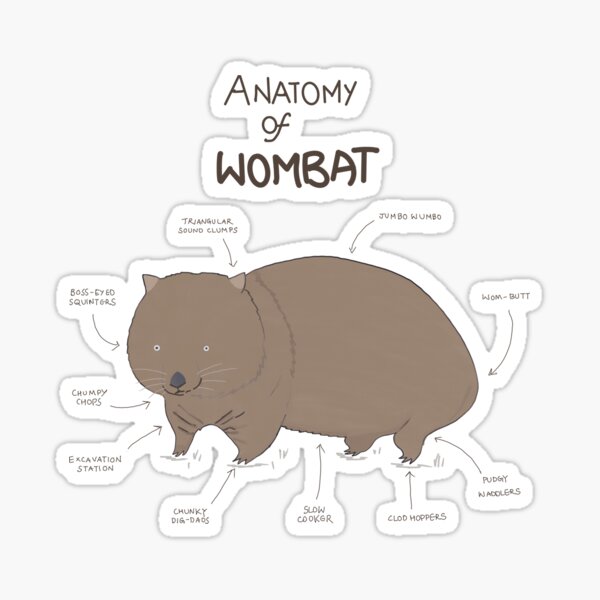 "wombat anatomy" Sticker for Sale by R-Y-T-H-M | Redbubble