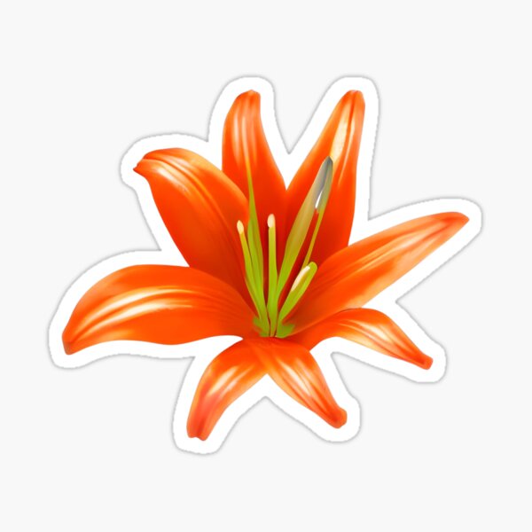 "Orange lily flower" Sticker for Sale by gramizzia | Redbubble