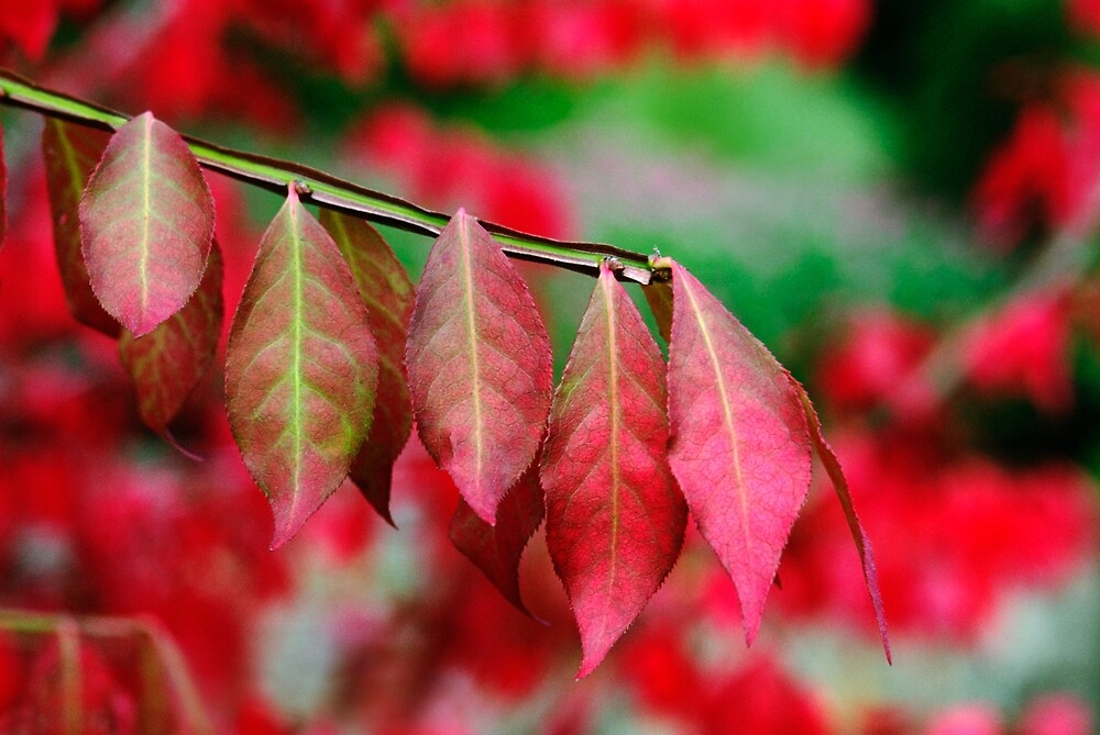 "Euonymus alatus Leaves" by Dency Kane | Redbubble