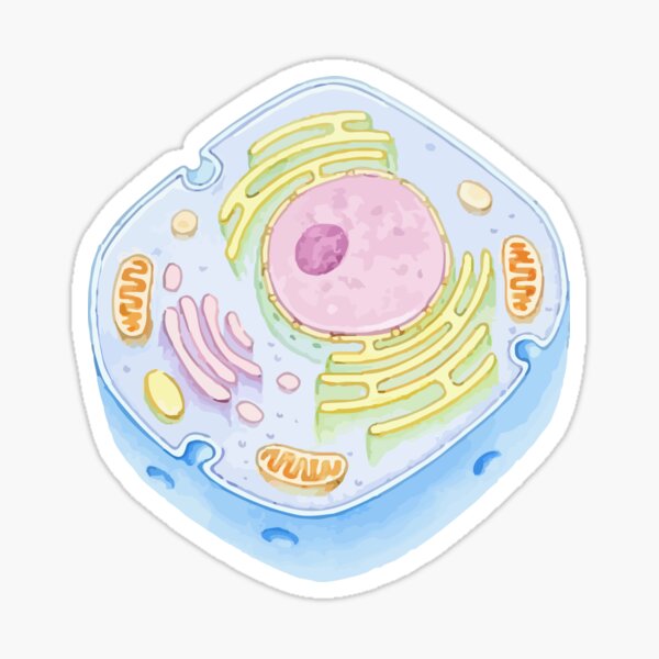 "Human Cell Structure" Sticker for Sale by labstud | Redbubble