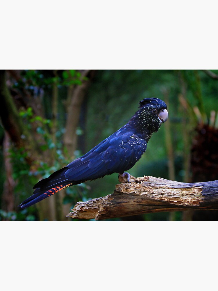 "A Beautiful Blue Cockatoo" Sticker for Sale by MinnieWilks | Redbubble