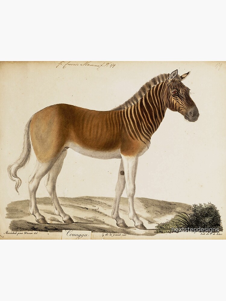 "Quagga, animal illustration, 1878 by Maréchal" Poster for Sale by ...