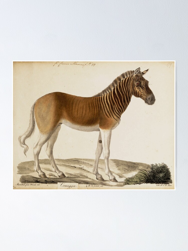"Quagga, animal illustration, 1878 by Maréchal" Poster for Sale by ...