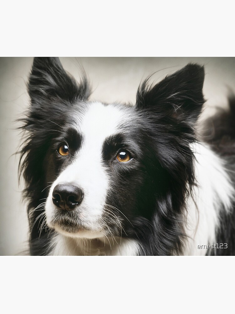 "Working Border Collie" Duvet Cover for Sale by Andrew Bret Wallis ...