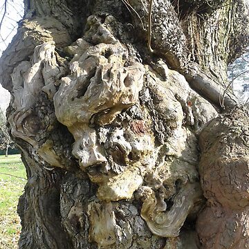 "Gnarly Tree Bark" Sticker for Sale by SandersSP-Merch | Redbubble