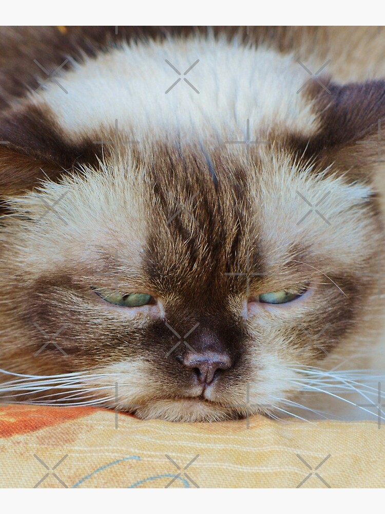 "cut cat Sleeping hunk " Sticker for Sale by NADIANE001 | Redbubble