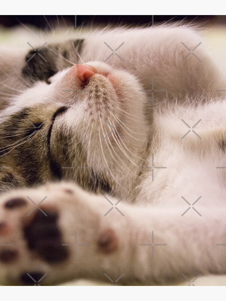 "Sleeping hunk cute kitten cute cat" Sticker for Sale by NADIANE001 ...