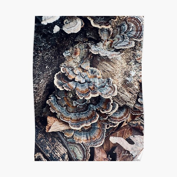 "Blue turkey tail " Poster for Sale by Death-byart | Redbubble