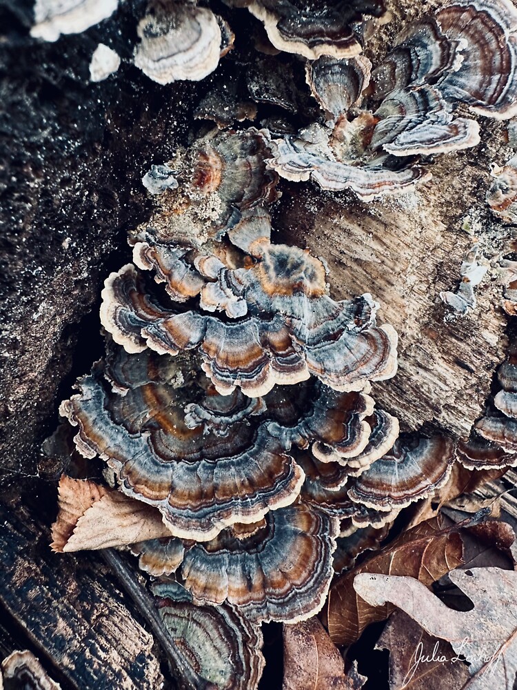 "Blue turkey tail " Sticker for Sale by Death-byart | Redbubble