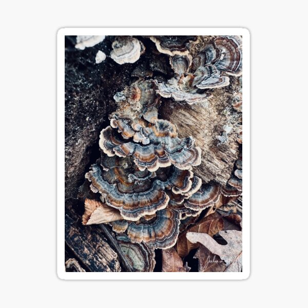 "Blue turkey tail " Sticker for Sale by Death-byart | Redbubble
