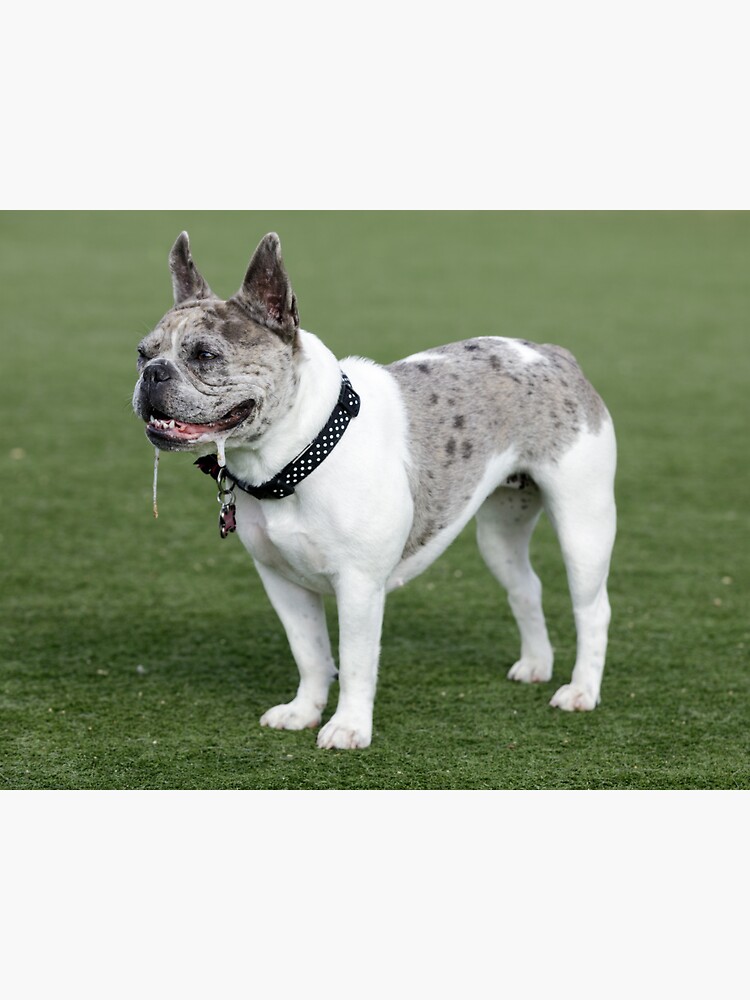 "16-Month-Old Blue Merle White Pied Female Frenchie Drooling" Sticker ...