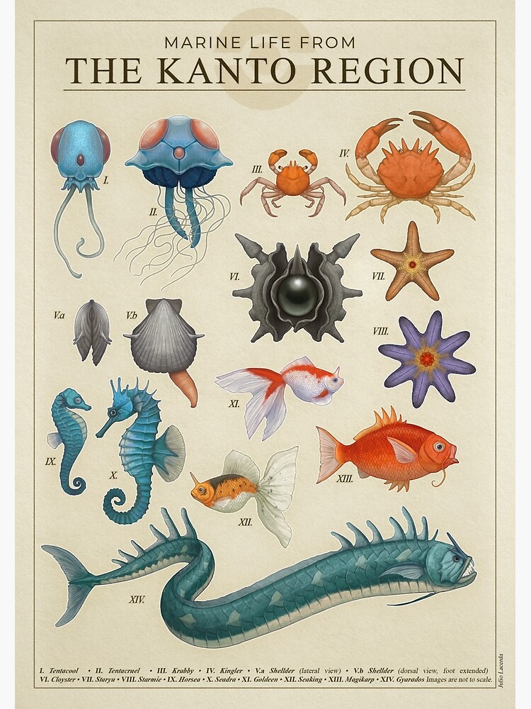 Marine Life From Kanto Canvas