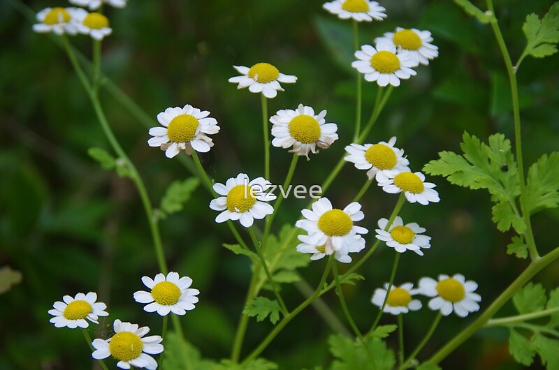 "Feverfew - tanacetum parthenium" by lezvee | Redbubble